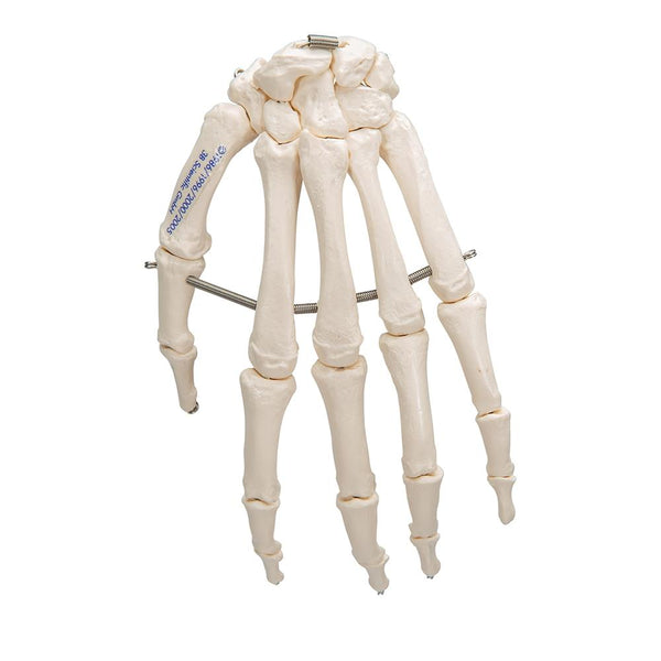 Hand Skeleton Wire Mounted – GTSimulators.com