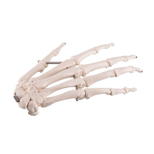 Hand Models | Hand Anatomy Models | Human Hand Models – GTSimulators.com