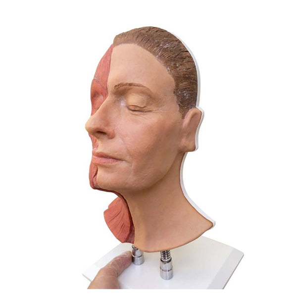 Head For Facial Injections, Half Sided Muscles – GTSimulators.com