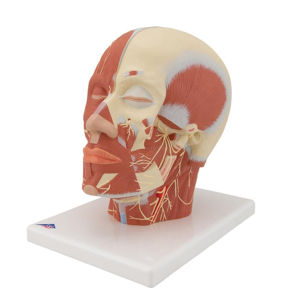 Head Musculature Model with Nerves – GTSimulators.com