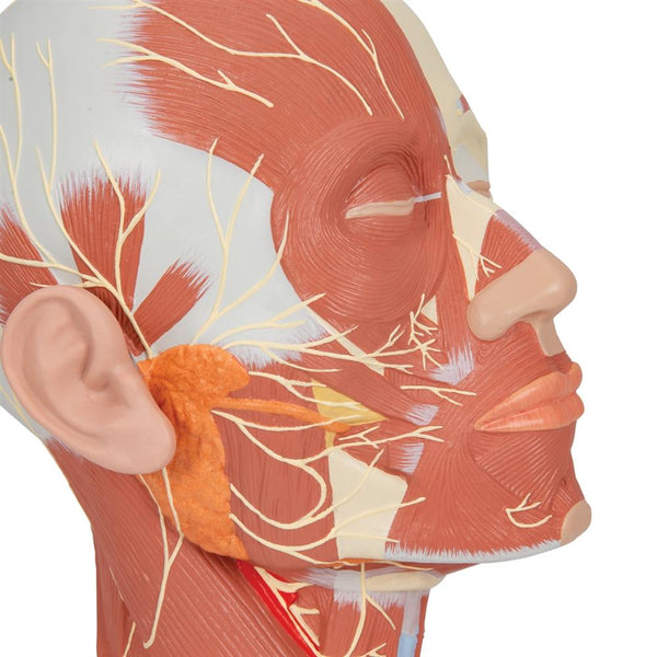 Head Musculature Model with Nerves – GTSimulators.com