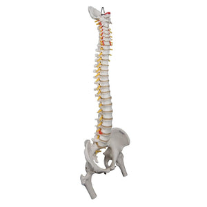 3B Scientific Spine Models | GTsimulators.com – Tagged "Anatomy Models ...