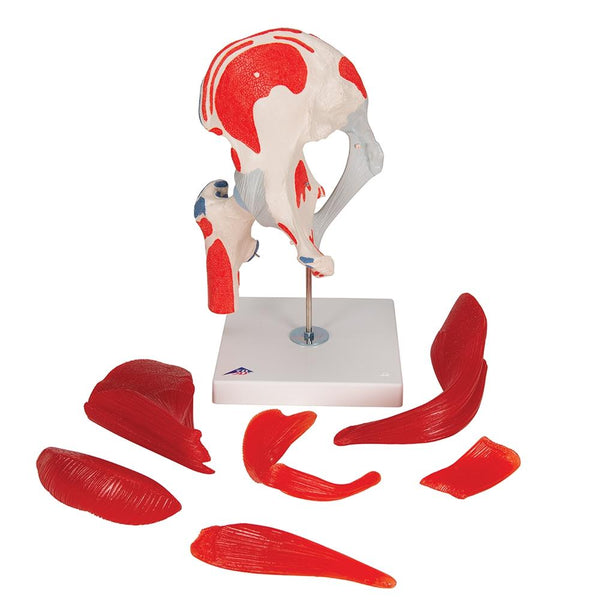 Hip Joint Model with Muscles, 7-part – GTSimulators.com