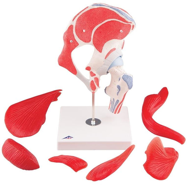 Hip Joint Model with Muscles, 7-part – GTSimulators.com