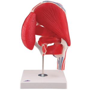 Human Joint Models | Elbow, Hip, Knee and Shoulder Joint Models ...