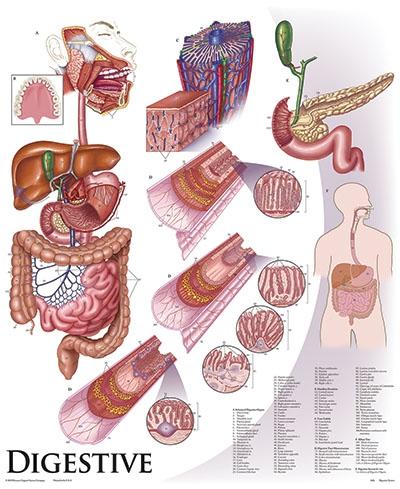 Anatomy And Physiology Diagrams