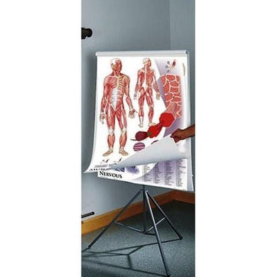 Anatomical Charts | Anatomy Charts | BodyPartChart – GTSimulators.com