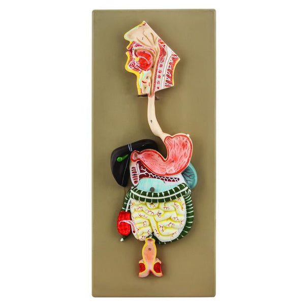 Human Digestive System Model | Human Digestive System | Digestive Tract ...