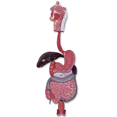 Digestive System Models | Human Digestive System Models – GTSimulators.com