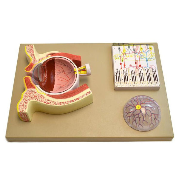 Human Eye Demonstration Model – GTSimulators.com