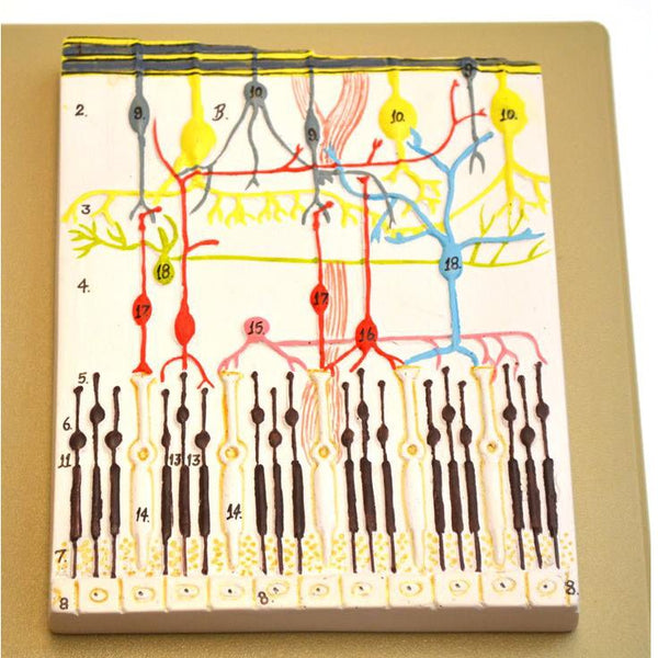 Human Eye Demonstration Model – GTSimulators.com