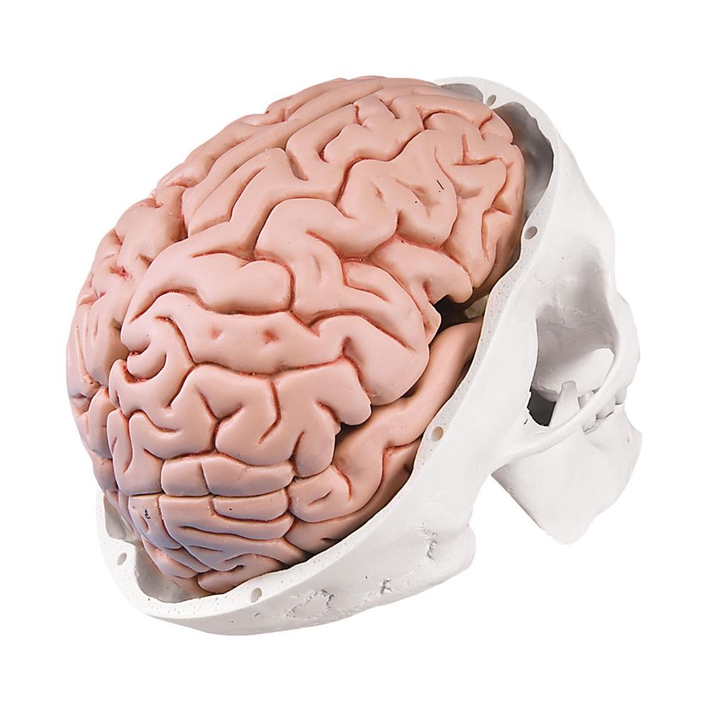 Real Human Brains In Skull
