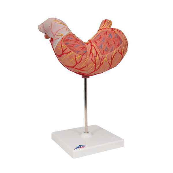 Human Stomach Model, 2-part – GTSimulators.com
