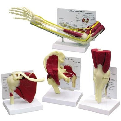 Human Joint Models | Elbow, Hip, Knee and Shoulder Joint Models ...