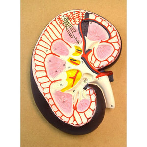 Kidney Models | Urology Models – GTSimulators.com
