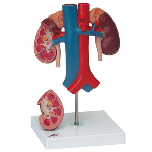 Urology Models | Human Kidney Models | Urinary System – GTSimulators.com