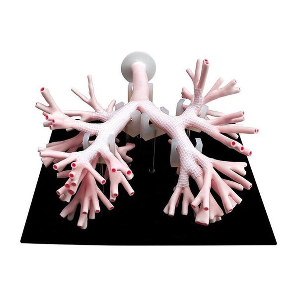 Koken Bronchoscopy Training Model – GTSimulators.com