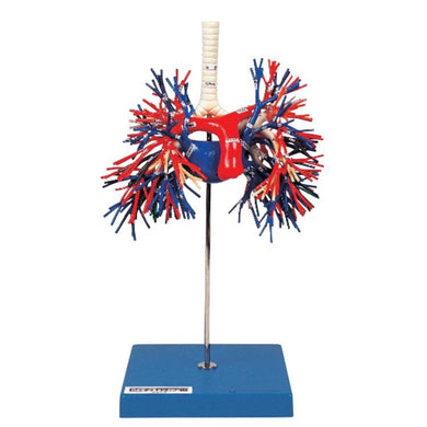 Human Lung Models | Respiratory System | Cardiopulmonary Models ...