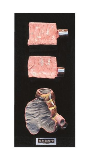 Digestive System Models | GTsimulators.com – Tagged "Kyoto Kagaku ...
