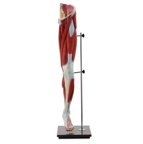 Leg Muscle Diagram Anatomy