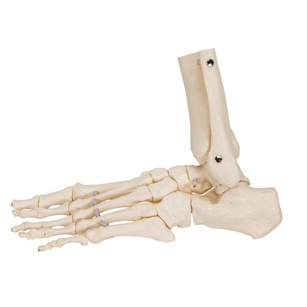 Loose Foot and Ankle Skeleton, A31-1 – GTSimulators.com