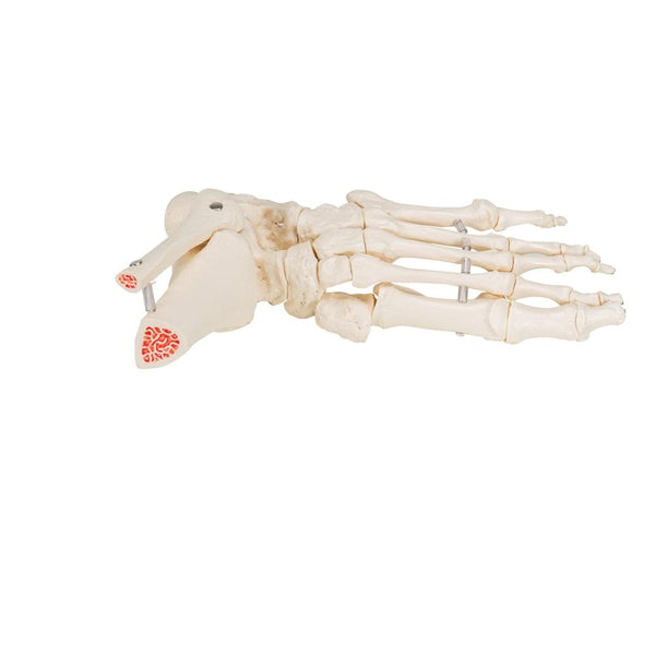 Loose Foot and Ankle Skeleton, A31-1 – GTSimulators.com