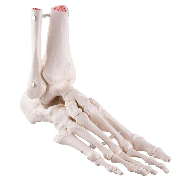 Loose Foot and Ankle Skeleton, A31-1 – GTSimulators.com