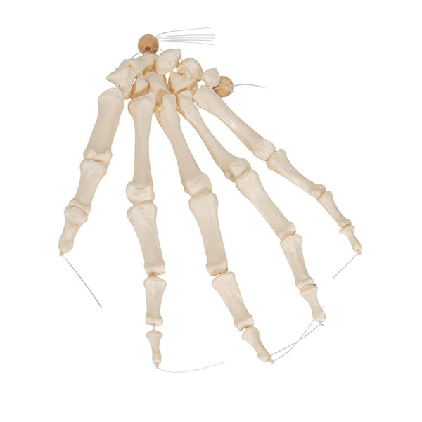 Loose Hand Skeleton Model – GTSimulators.com