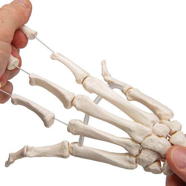 Loose Hand Skeleton with Ulna and Radius – GTSimulators.com