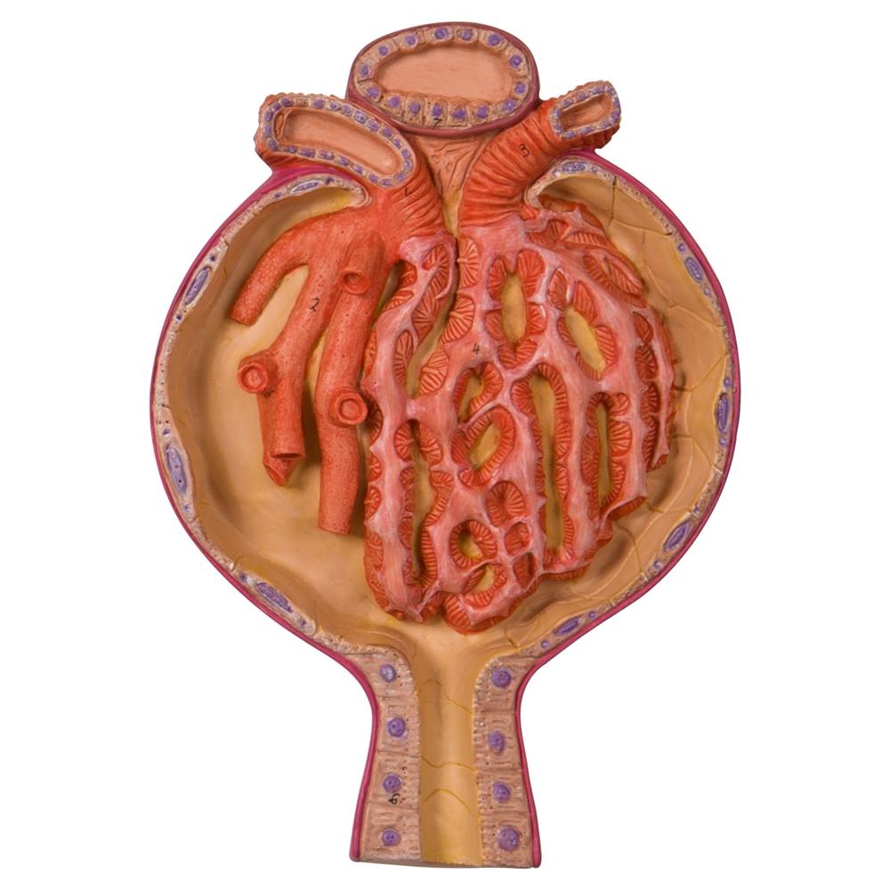Renal Capsule Model