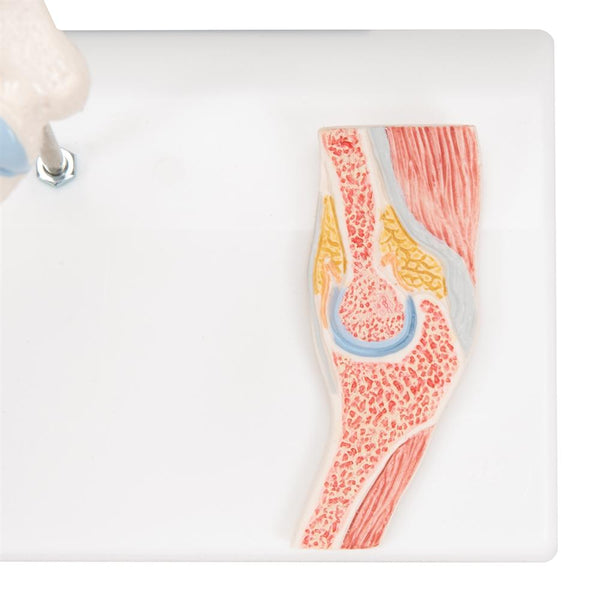 Mini Elbow Joint, with cross section, on base A87-1 – GTSimulators.com