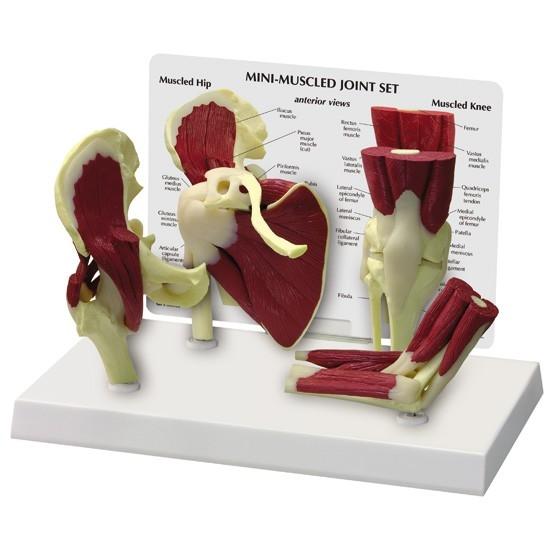 Mini-Joint Set Model with Muscles – GTSimulators.com