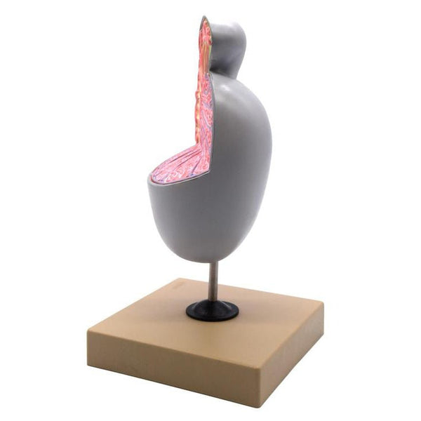 Model of the Human Testis | Human Testicle Model – GTSimulators.com