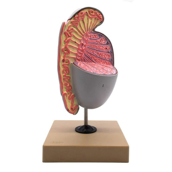 Model of the Human Testis | Human Testicle Model – GTSimulators.com