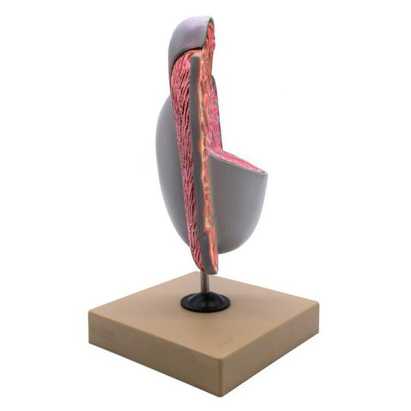 Model of the Human Testis | Human Testicle Model – GTSimulators.com