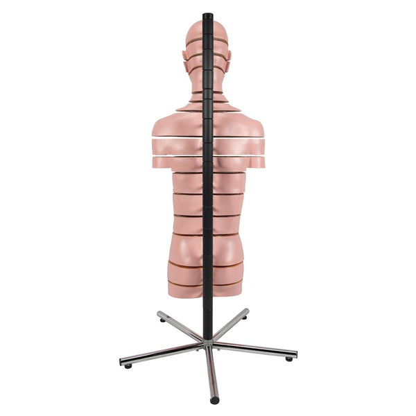 MRI Torso Model, 15 Transverse Sections – GTSimulators.com