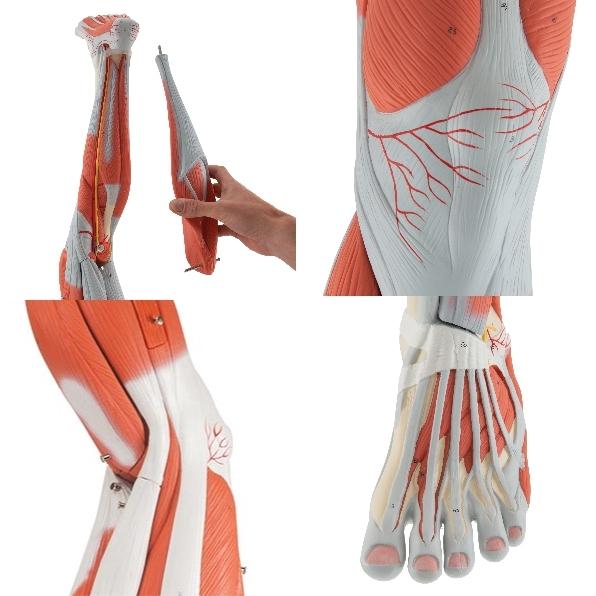 Muscle Leg Model, 9 part, 3-4 Life Size – GTSimulators.com