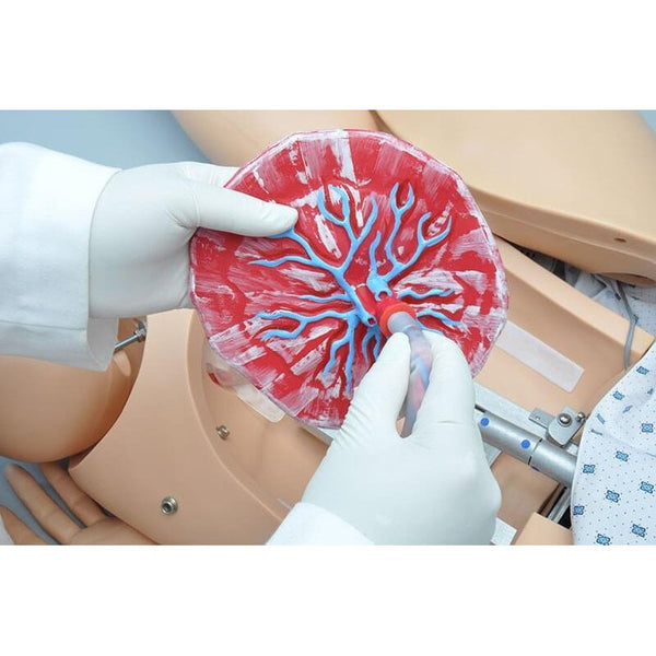 NOELLE® Maternal Birthing Simulator, Medium – GTSimulators.com