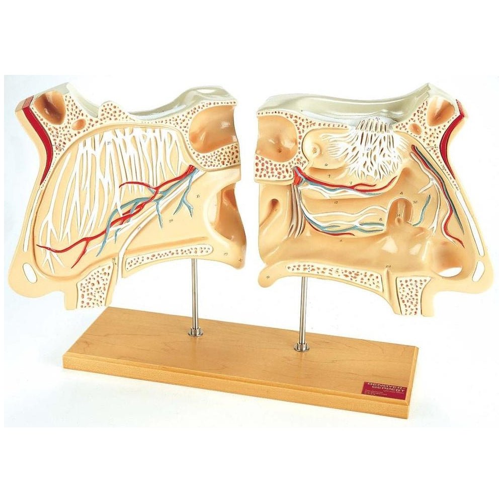 Nasal Cavity Anatomy Model
