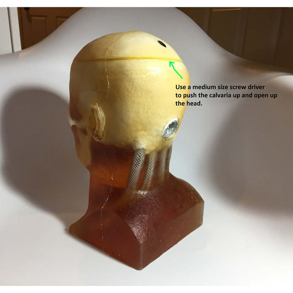 Openable Adult Head Phantom for X-Ray CT, Ultrasound and MRI ...