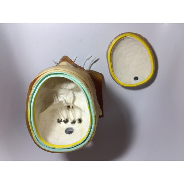 Openable Adult Head Phantom for X-Ray CT, Ultrasound and MRI ...