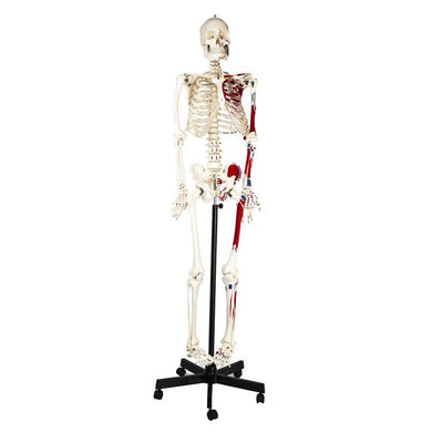 Life-Size Human Skeleton Model, Life-Size Teaching Skeleton Model ...