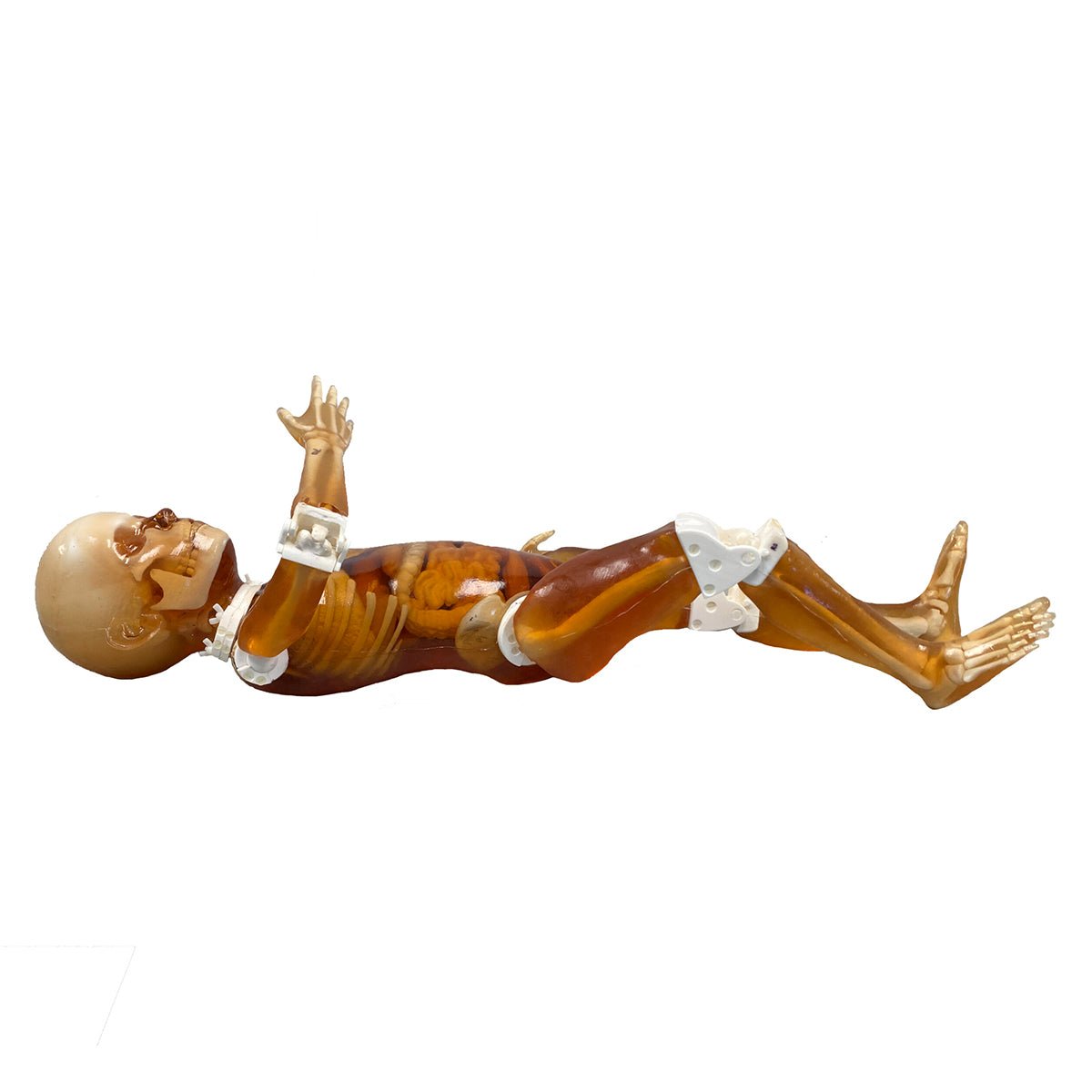 Pediatric Full Human Body Phantom for X-Ray, CT Scan and Ultrasound ...