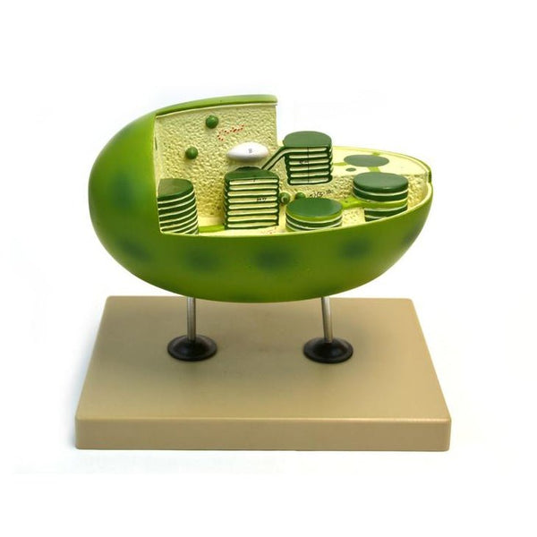 Plant Chloroplast Model – GTSimulators.com
