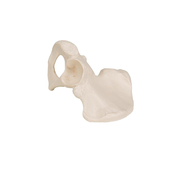 Hip Bone – GTSimulators.com