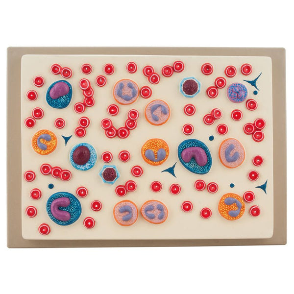 Red Blood Cell – GTSimulators.com