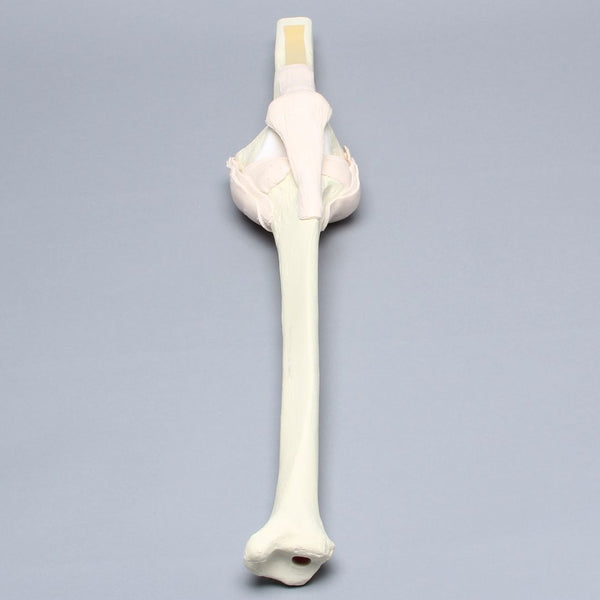 Replacement Knee Insert, Arthroscopy – GTSimulators.com
