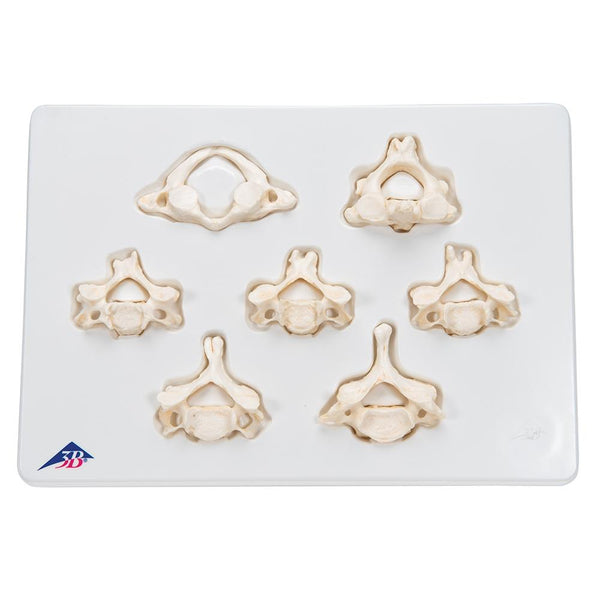 Set of 7 Cervical Vertebrae Models A790 – GTSimulators.com