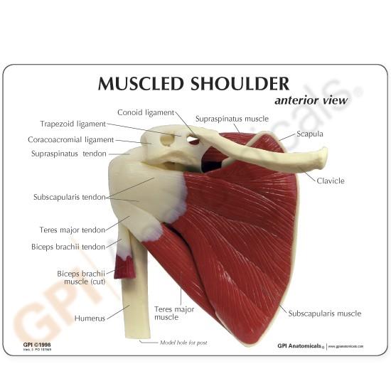 Shoulder Joint Model With Muscles GP1810 – GTSimulators.com