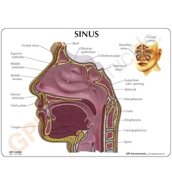 Nasal Cavity Model Labeled